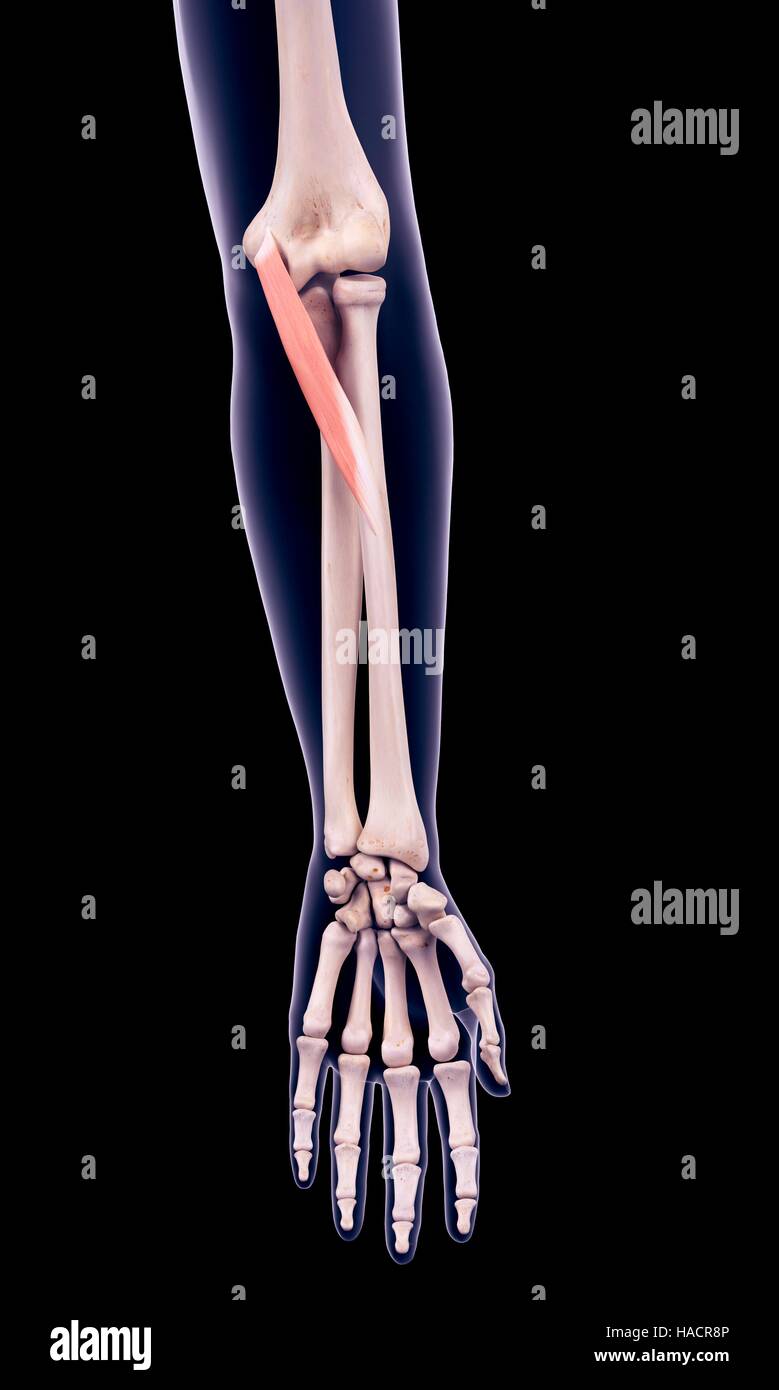Musculus pronator teres -Fotos und -Bildmaterial in hoher Auflösung – Alamy