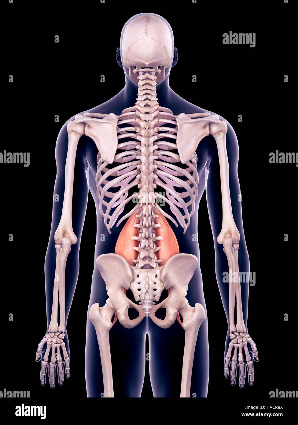 Psoas muskeln -Fotos und -Bildmaterial in hoher Auflösung – Alamy