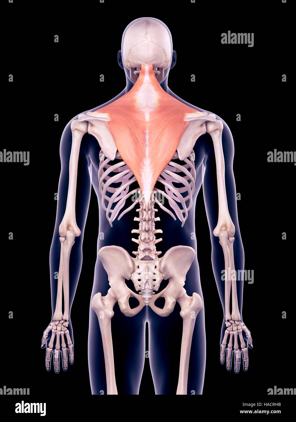 Abbildung der Trapezius Muskeln Stockfotografie - Alamy