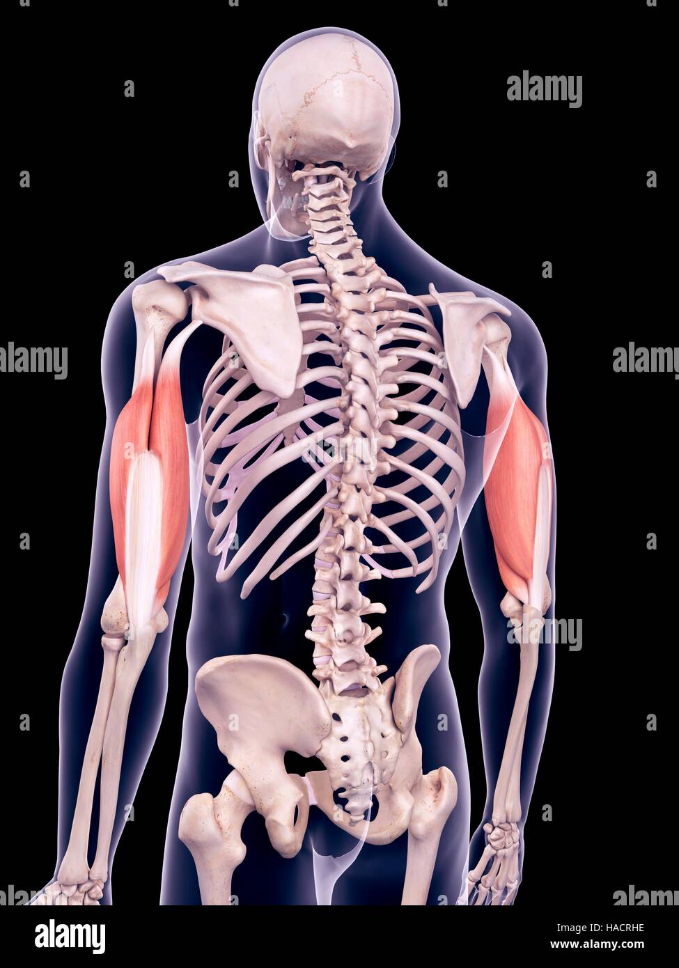 Abbildung der Trizeps-Muskulatur Stockfotografie - Alamy