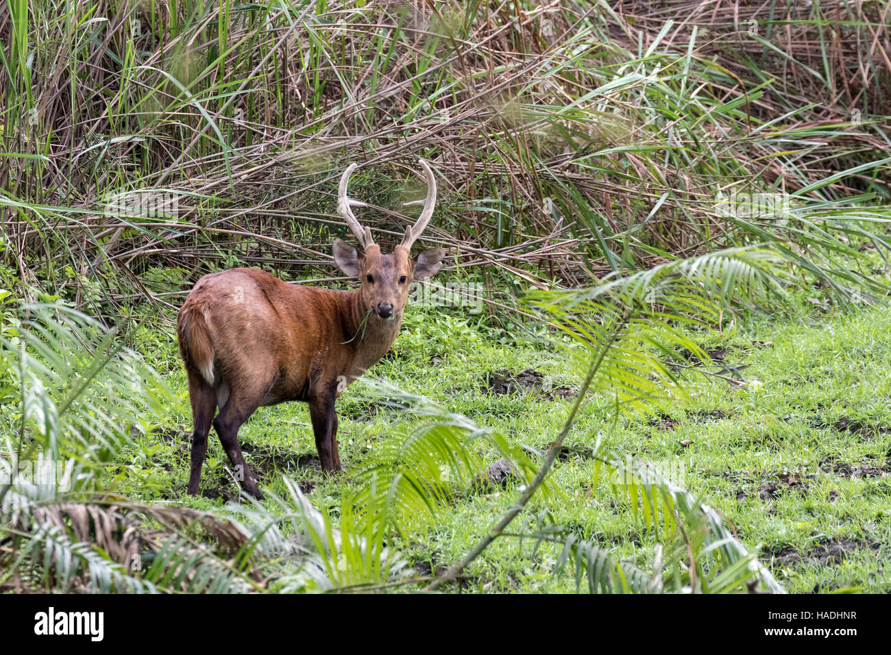Schwein-Hirsch (Axis Porcinus, Cervus Porcinus), Hirsch, ernähren sich ...