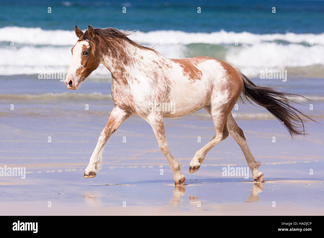 Maori Pony Stockfotos und -bilder Kaufen - Alamy