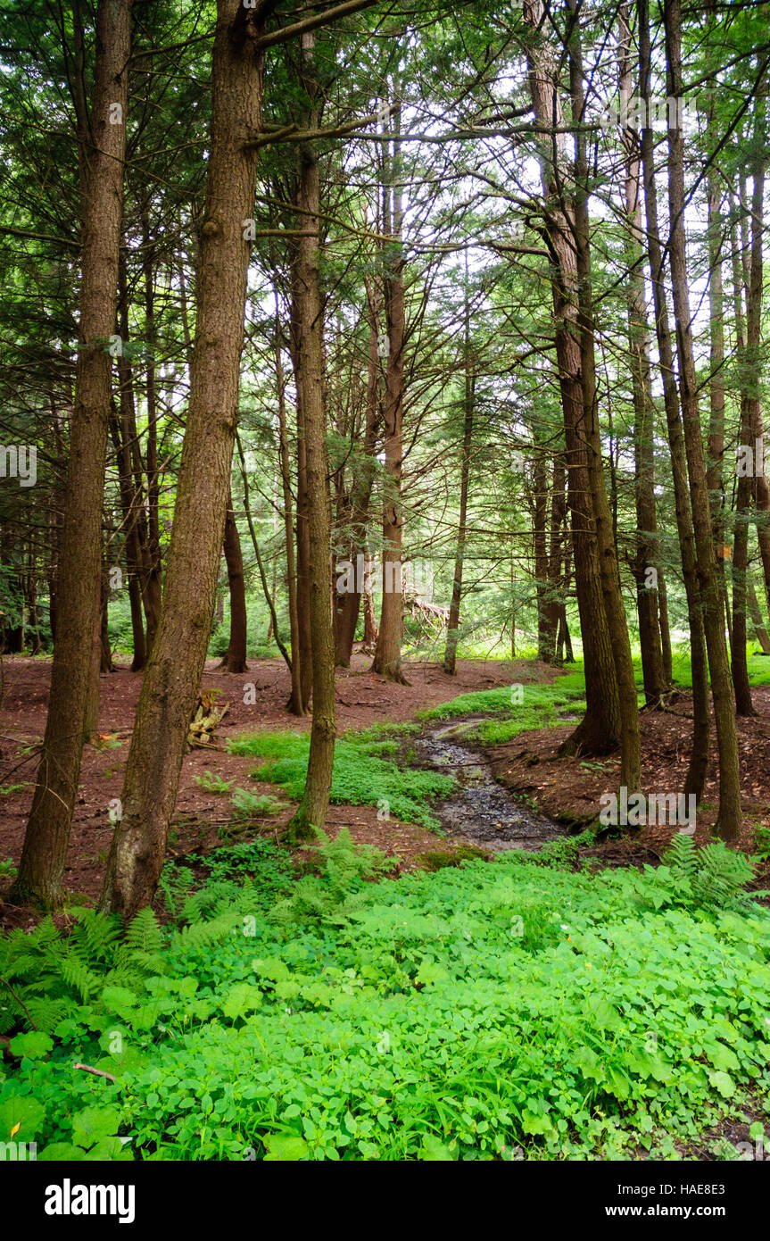 Chapman park -Fotos und -Bildmaterial in hoher Auflösung – Alamy