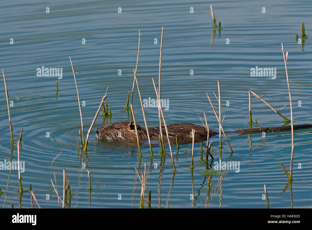 Nutria, Coypu, Flussratte (Myocastor coypus), See von Alviano, WWF Oase ...