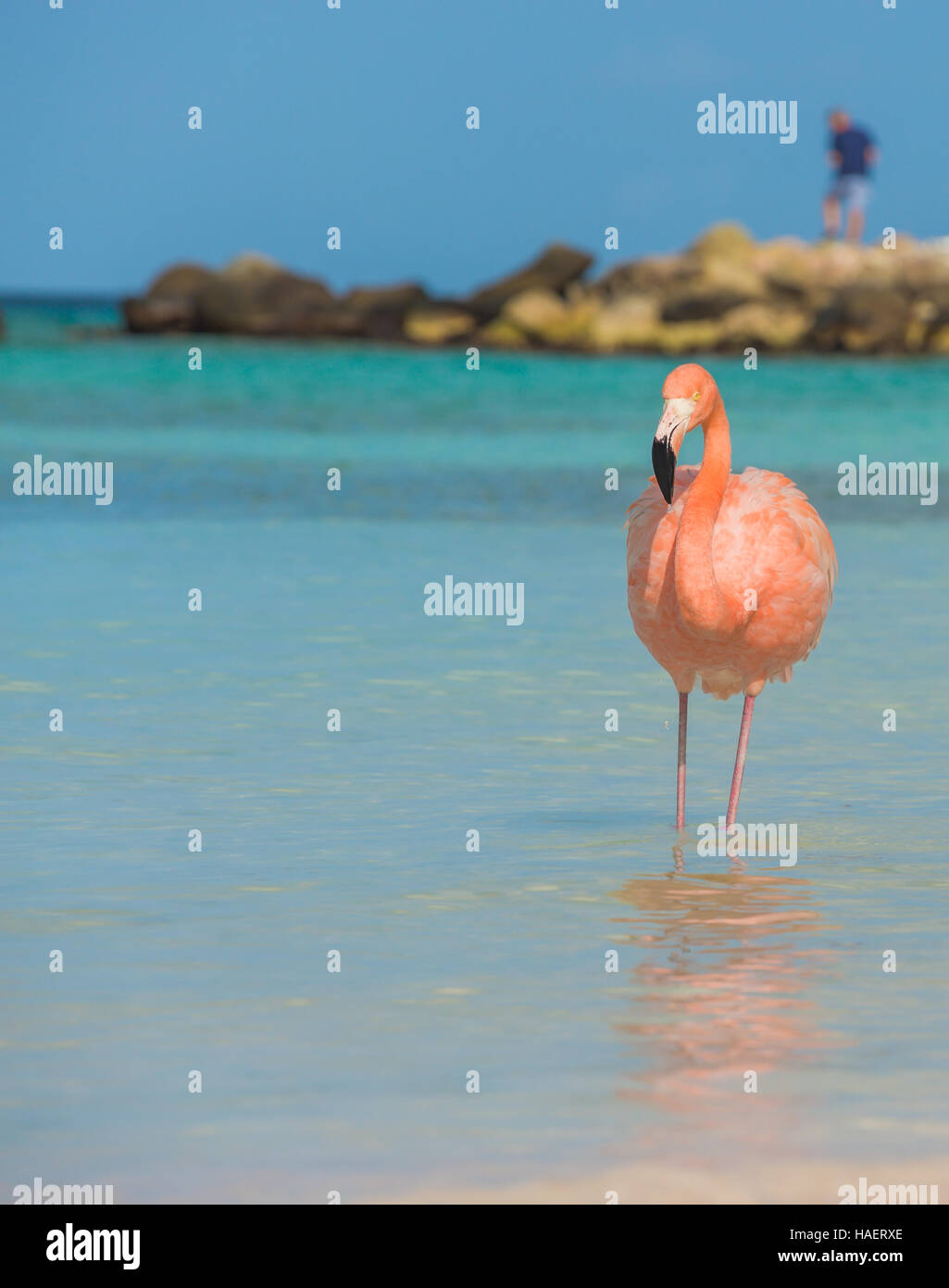 Flamingo am strand -Fotos und -Bildmaterial in hoher Auflösung – Alamy