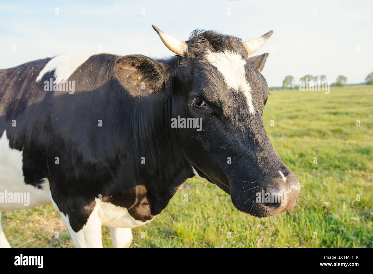 Gefleckte schwarz / weiß Holstein-Rinder weiden in einem grünen Feld ...
