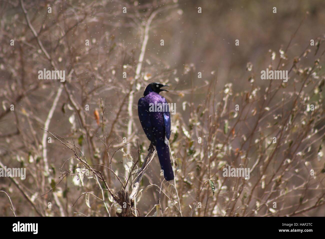 Lila vogel -Fotos und -Bildmaterial in hoher Auflösung – Alamy
