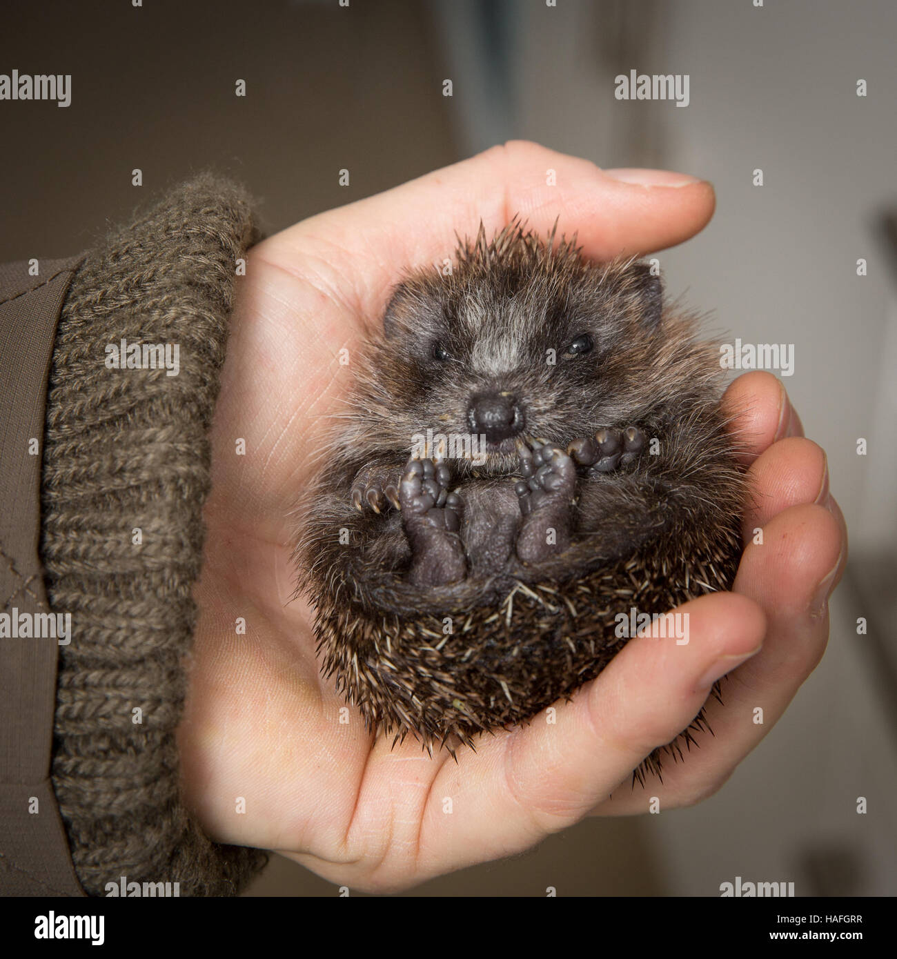 Zusammengerollter Igel Stockfotos & Zusammengerollter Igel Bilder - Alamy