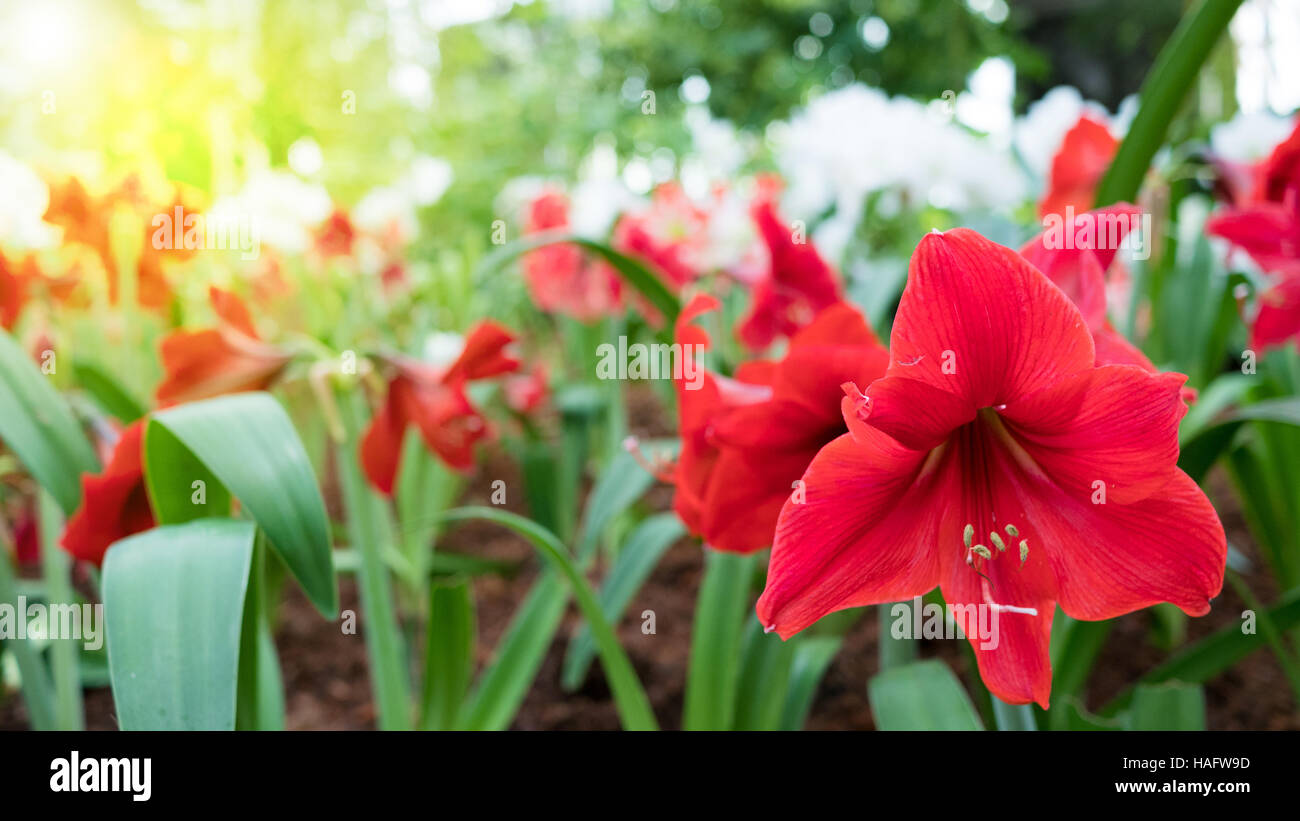Rote amaryllis -Fotos und -Bildmaterial in hoher Auflösung – Alamy