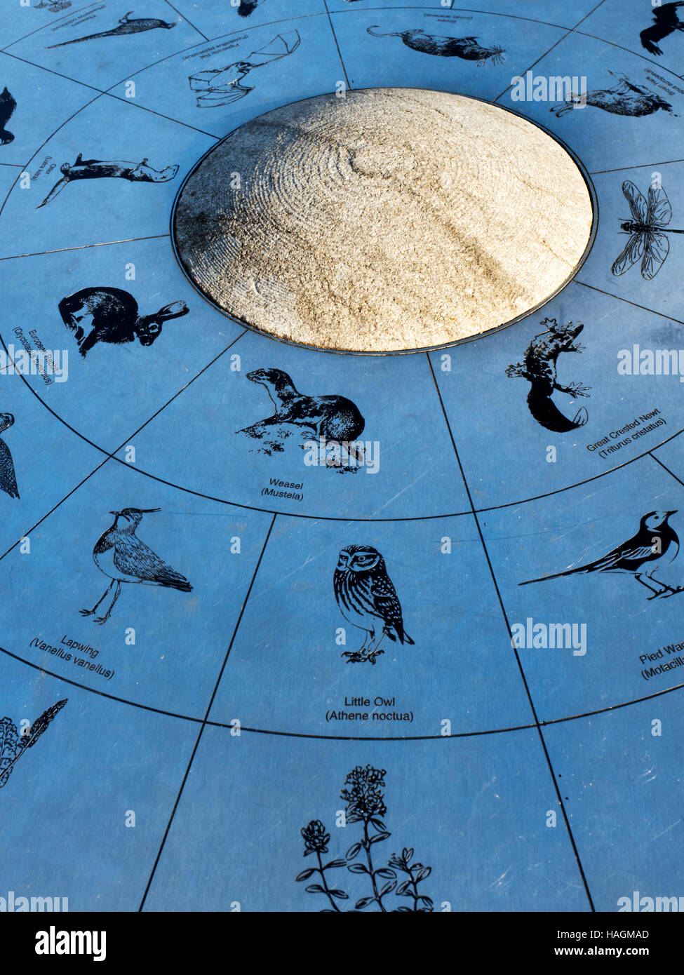 Flora und Fauna Anzeige am Coldstones Schnitt erstellt von Künstler ...