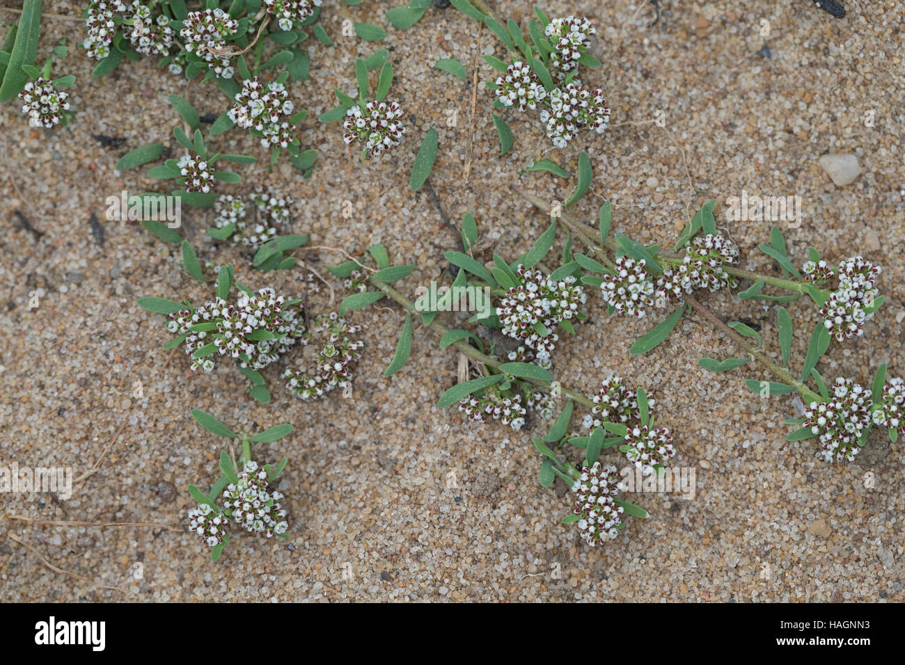 Gemeiner Hirschsprung, Gewöhnlicher Hirschsprung, Ufer-Hirschsprung ...