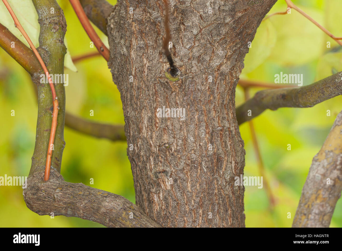 Kampferbaum, Kampfer-Baum, Kampferlorbeer, Kampfer-Lorbeer, Kampfer ...