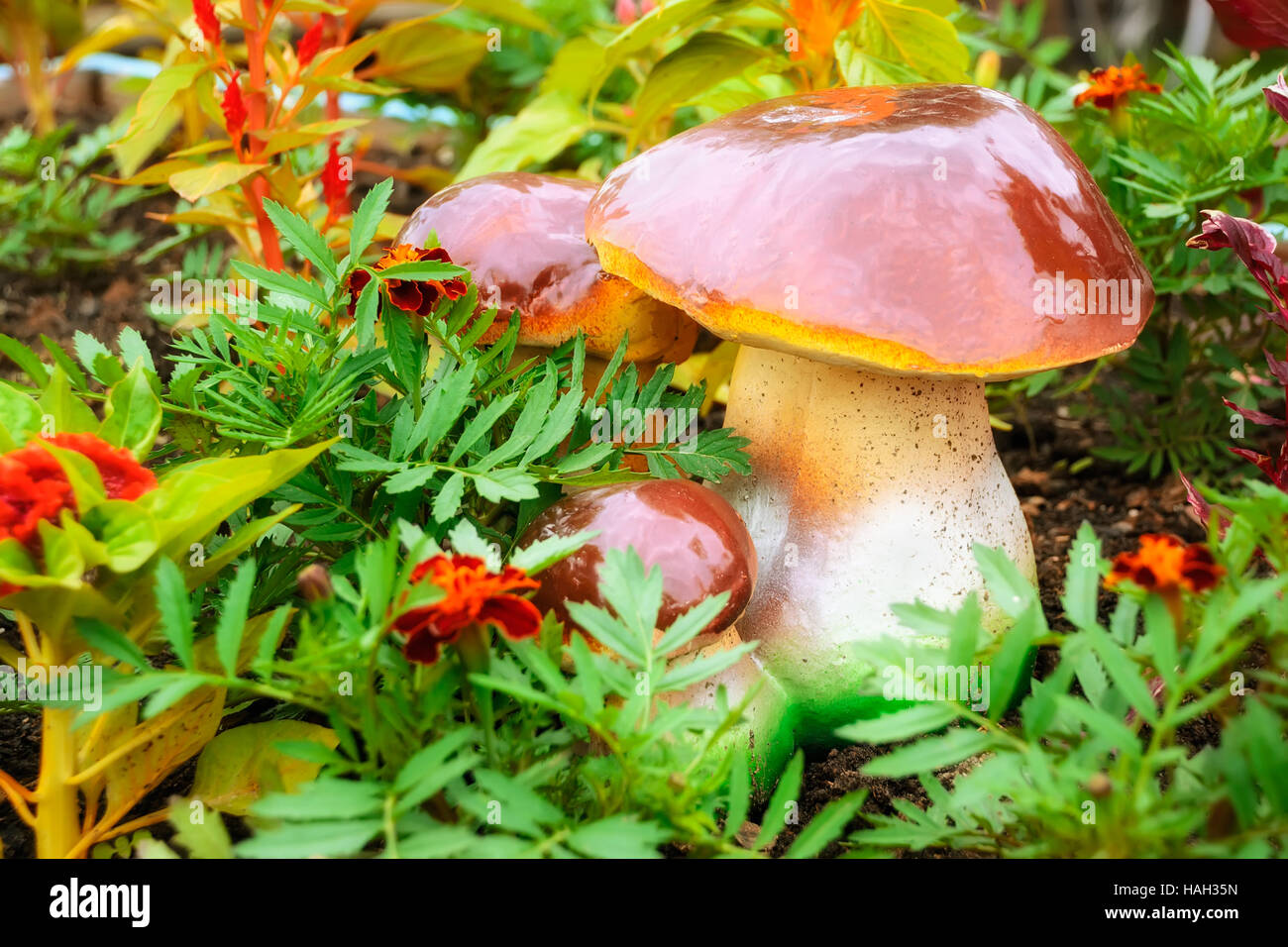 Schone Pilz Im Blumenbeet Bild