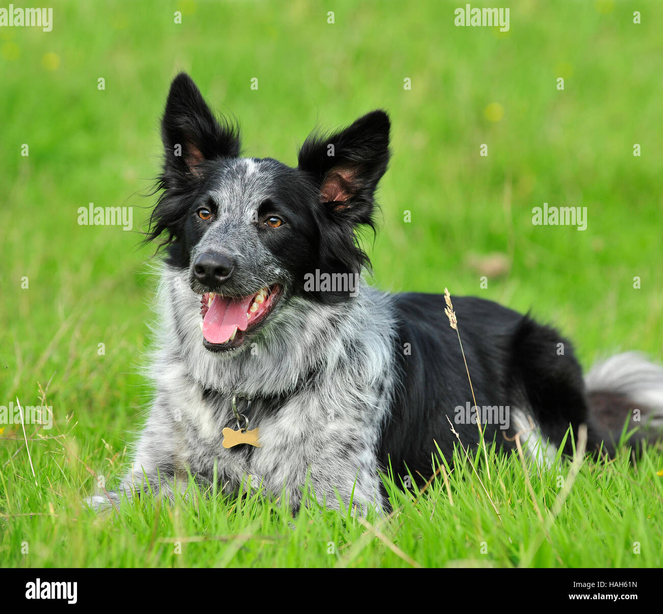 Merle Hund Stockfotos und -bilder Kaufen - Alamy