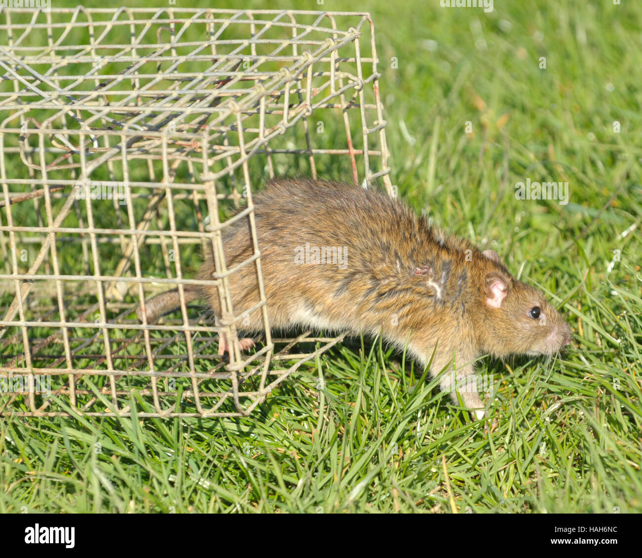 Rat cage trap pest vermin rattus brown control -Fotos und -Bildmaterial ...