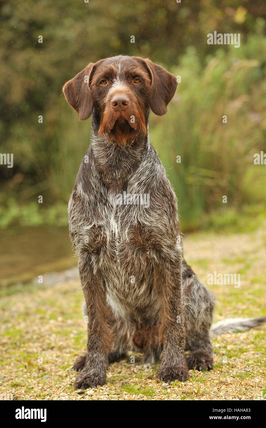 Deutsch Drahthaar Stockfotos & Deutsch Drahthaar Bilder - Alamy