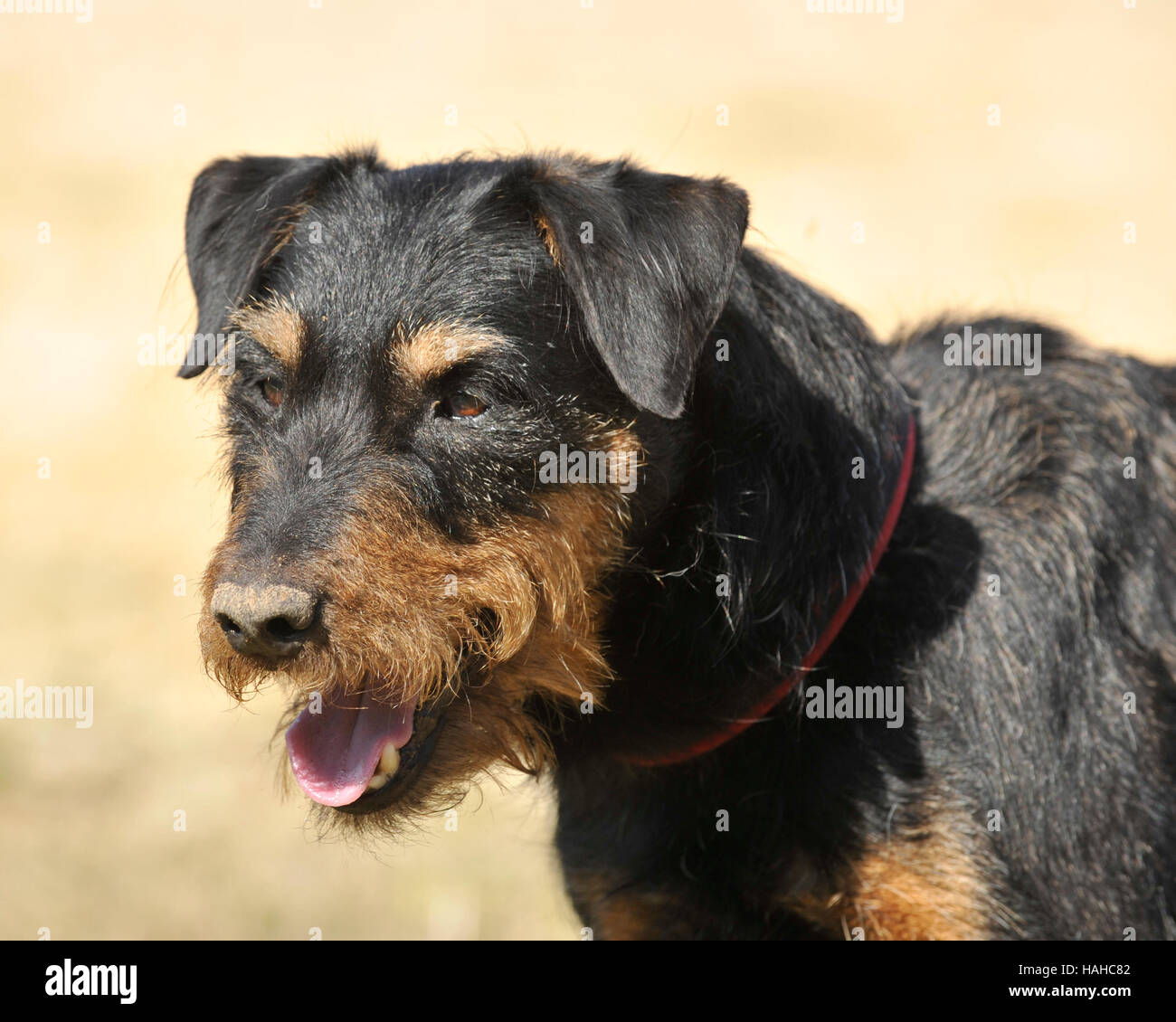 Jagdterrier Oder Deutscher Jagdterrier Stockfotos und -bilder Kaufen ...
