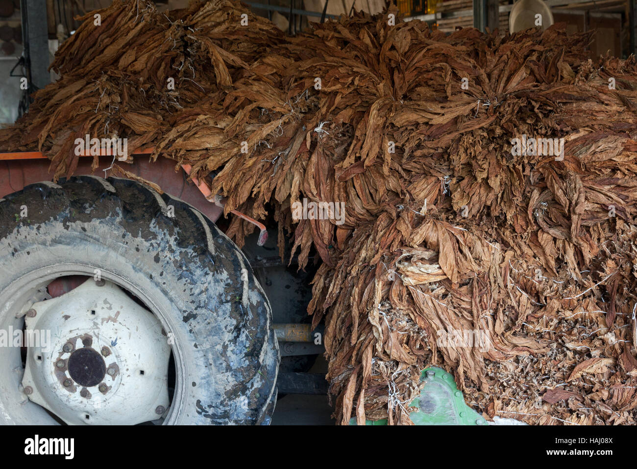 Heller tabak -Fotos und -Bildmaterial in hoher Auflösung – Alamy