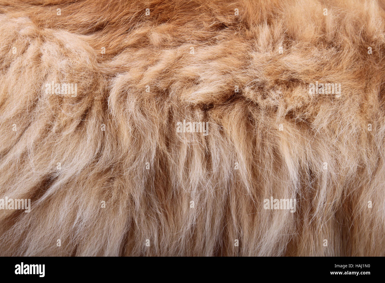Fellhaare Stockfotos Und bilder Kaufen Alamy fellhaare-stockfotos-und-bilder-kaufen-alamy