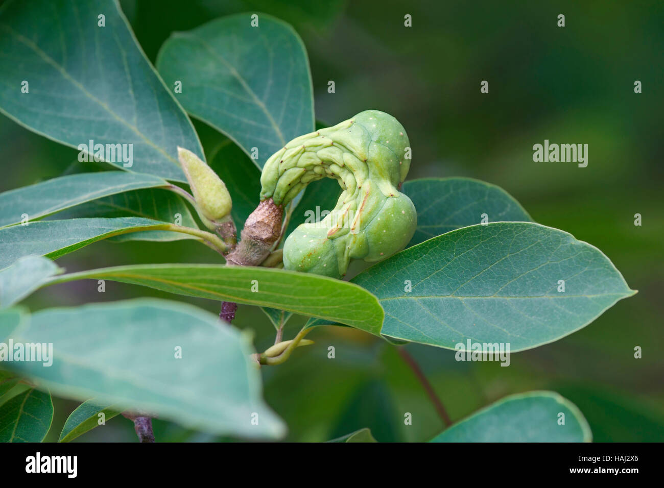 Untertasse Magnolie Frucht Stockfotografie - Alamy