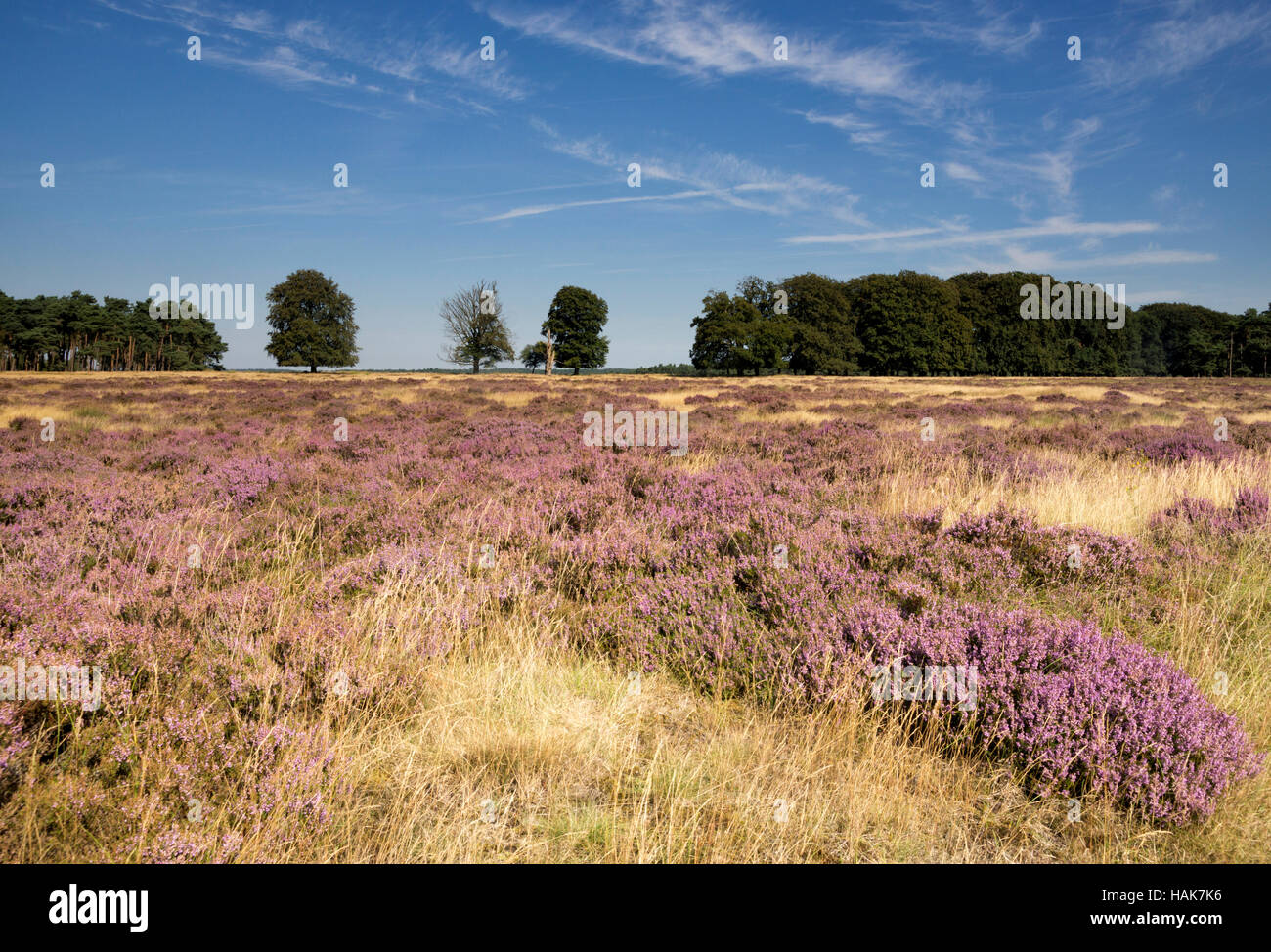 Das veluwe -Fotos und -Bildmaterial in hoher Auflösung – Alamy