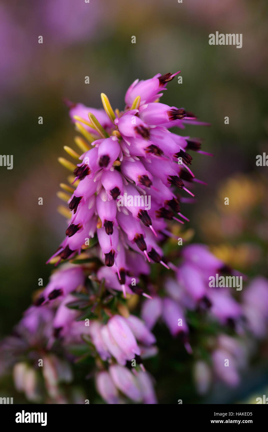Mary heideblumen -Fotos und -Bildmaterial in hoher Auflösung – Alamy
