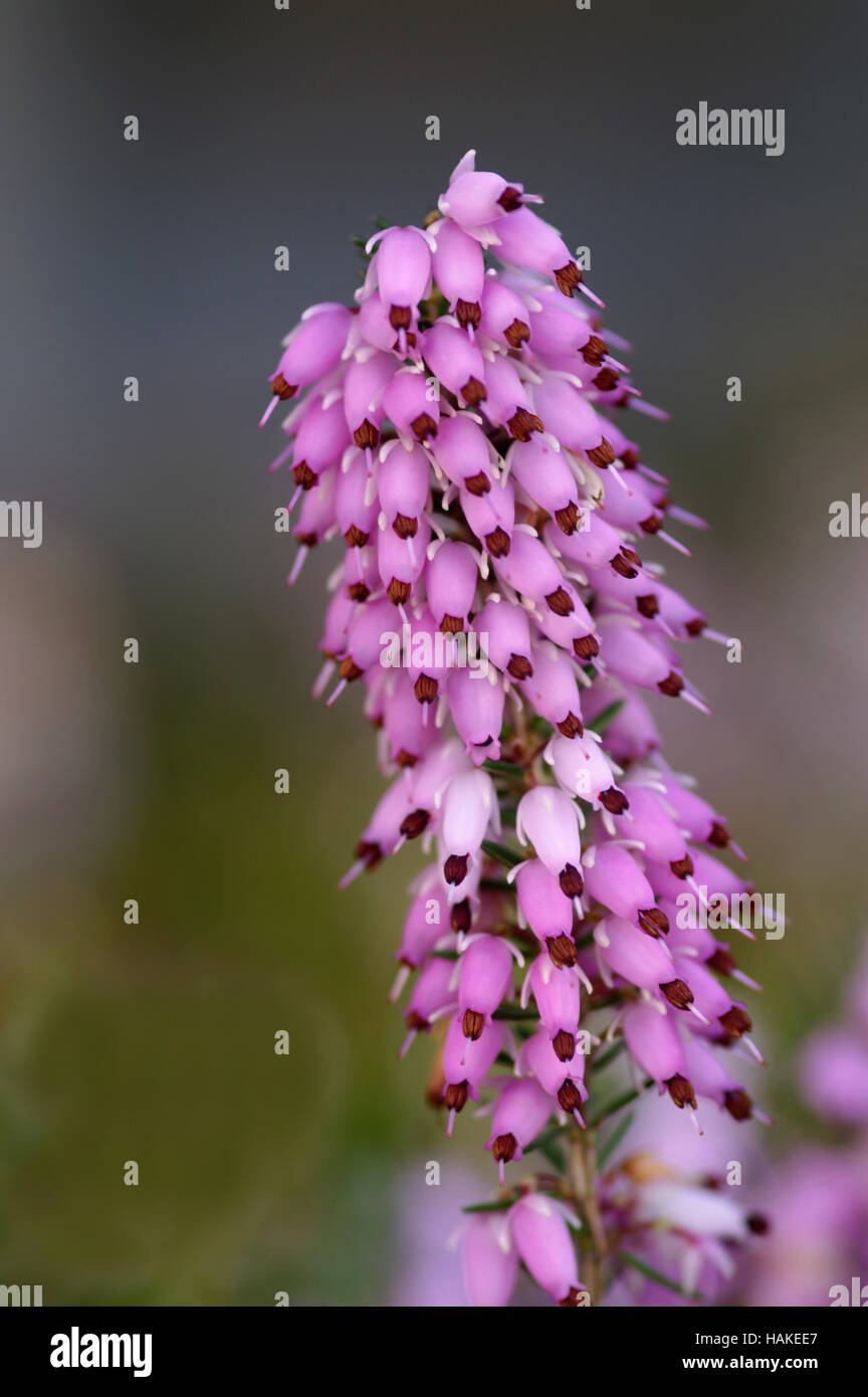 Red erica -Fotos und -Bildmaterial in hoher Auflösung – Alamy
