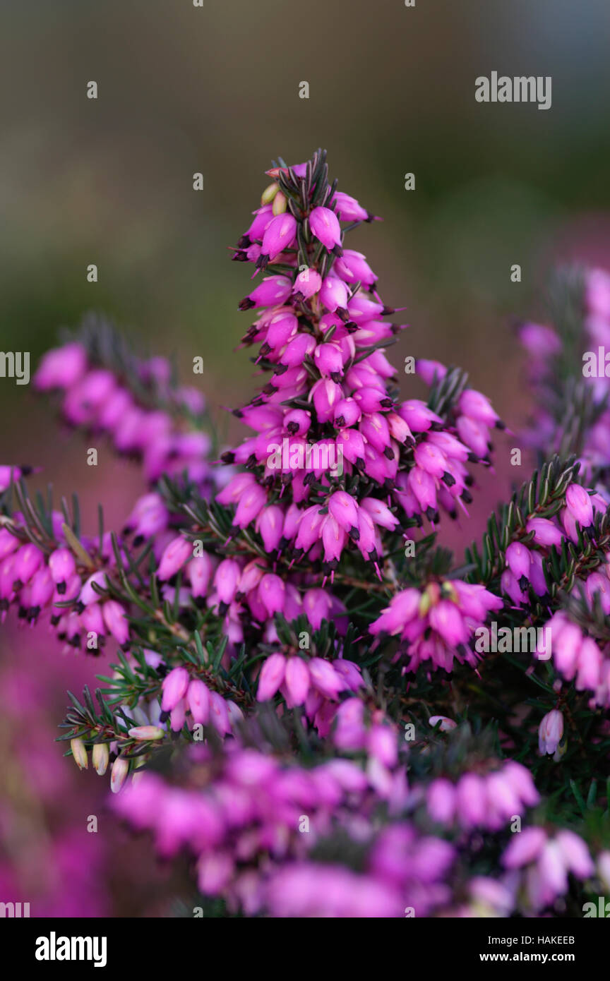 Erica darleyensis Kramers Rote Stockfotografie - Alamy