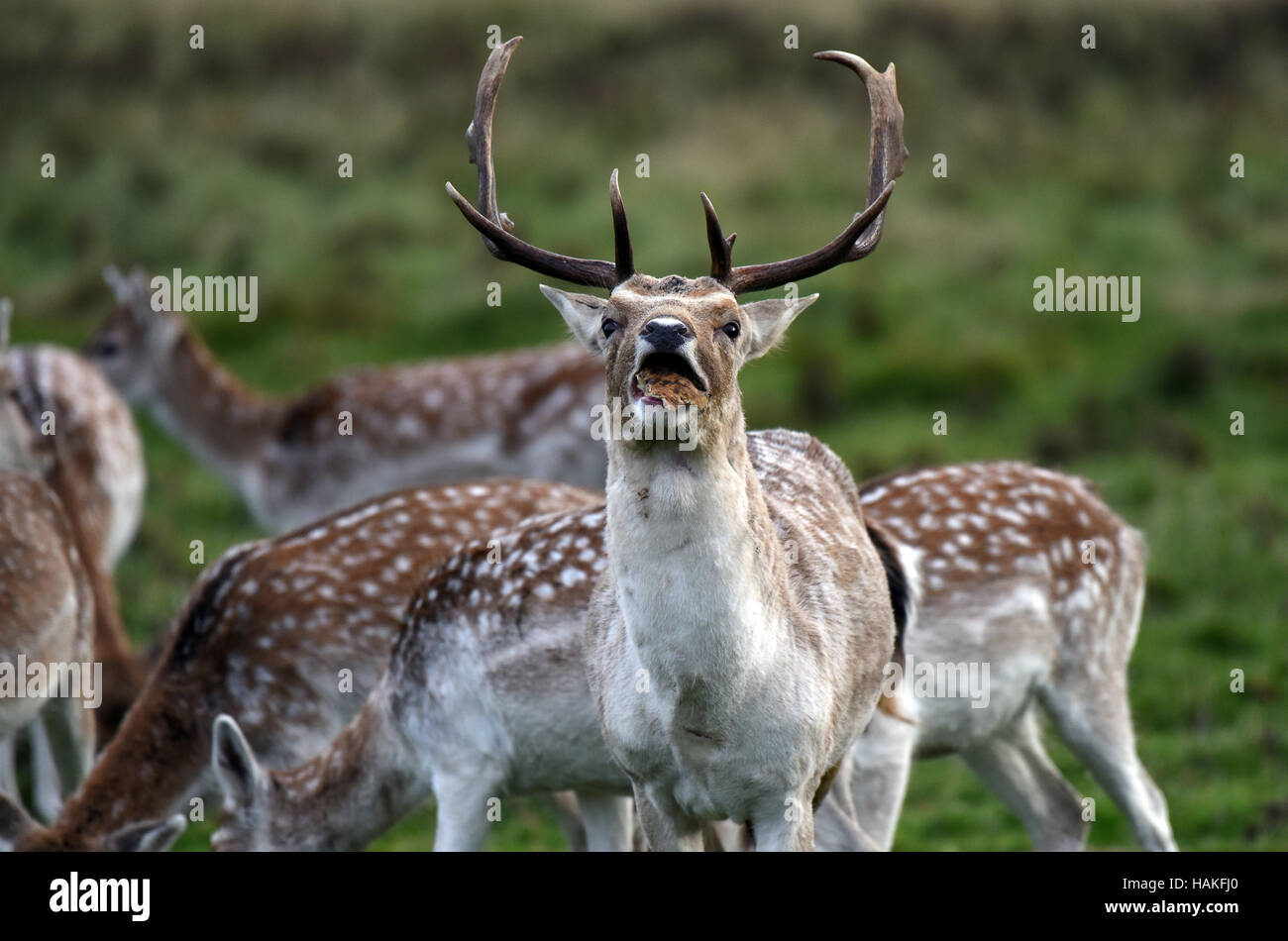Deer eating -Fotos und -Bildmaterial in hoher Auflösung – Alamy