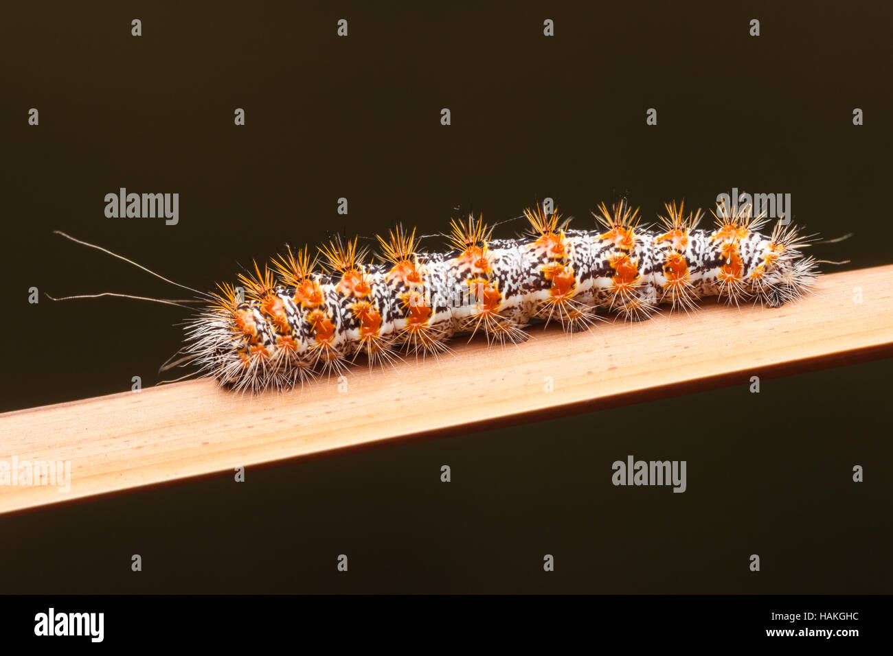 Ein cattail Caterpillar Motte (Acronicta insularis), des aka Henry ...