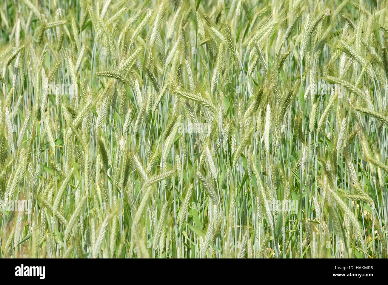 Ackerbau ackerbau anbauen anbauen anbau anbauen anbauen anbauen anbauen ...