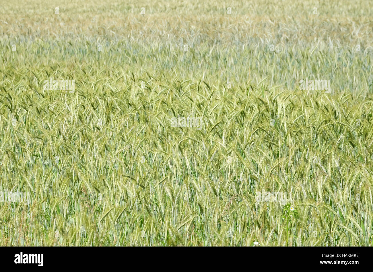 Ackerbau ackerbau anbauen anbauen anbau anbauen anbauen anbauen anbauen ...