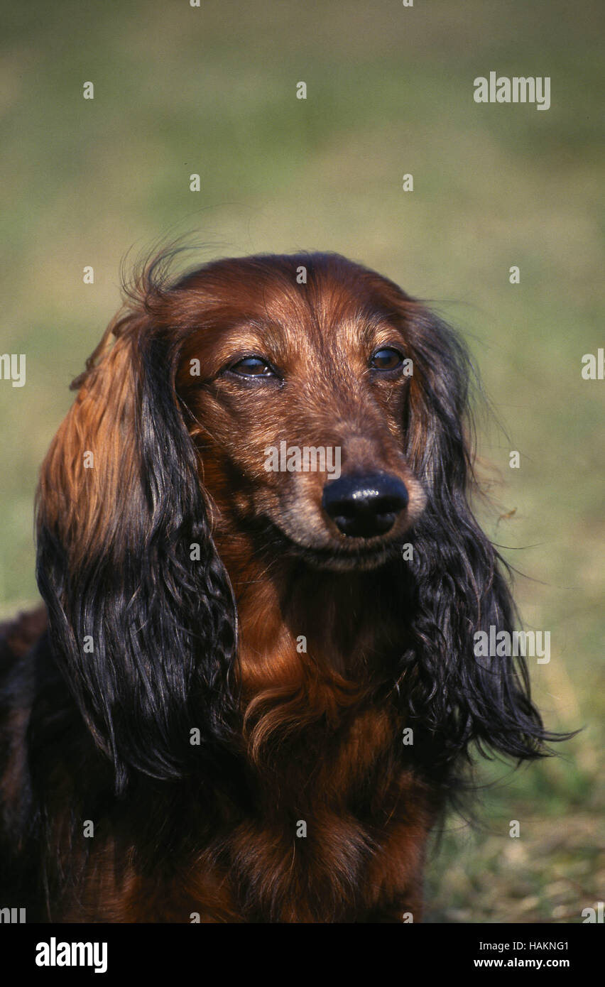 Rauhhaar dackel -Fotos und -Bildmaterial in hoher Auflösung – Alamy
