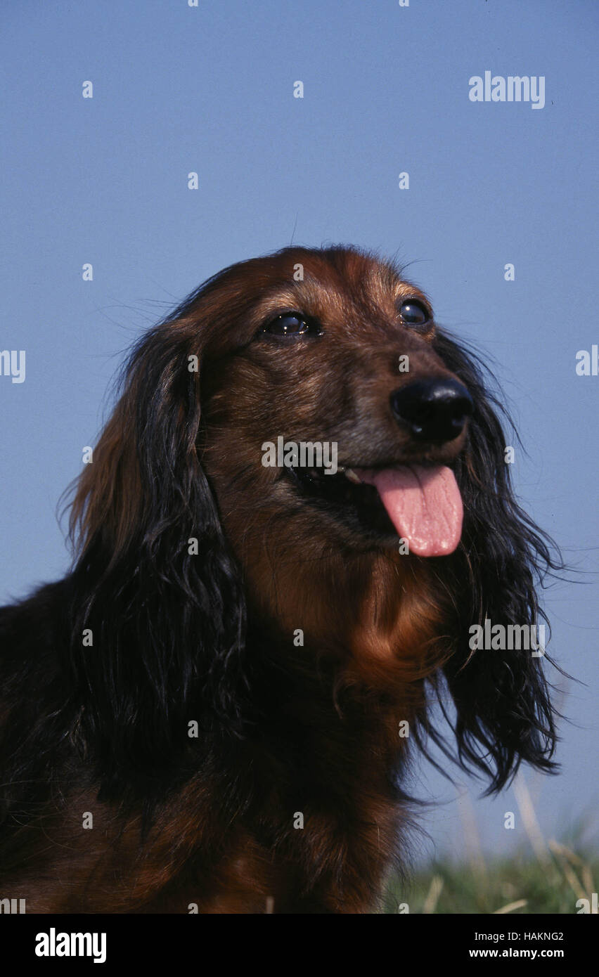 Rauhhaar dackel -Fotos und -Bildmaterial in hoher Auflösung – Alamy