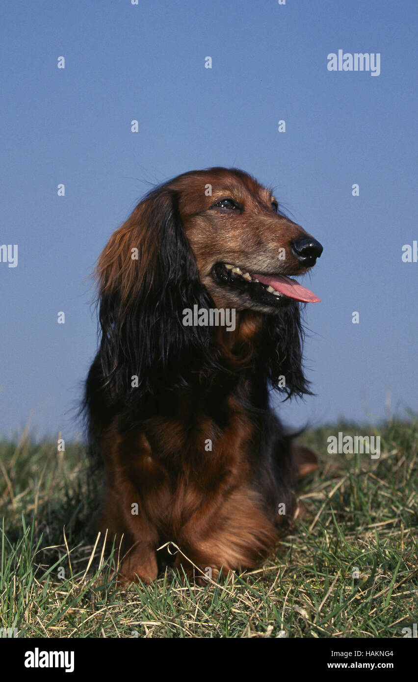 Rauhhaar dackel -Fotos und -Bildmaterial in hoher Auflösung – Alamy