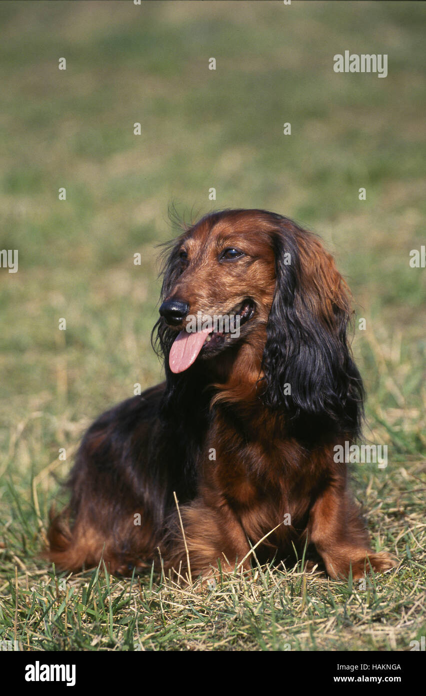 Rauhhaar dackel -Fotos und -Bildmaterial in hoher Auflösung – Alamy
