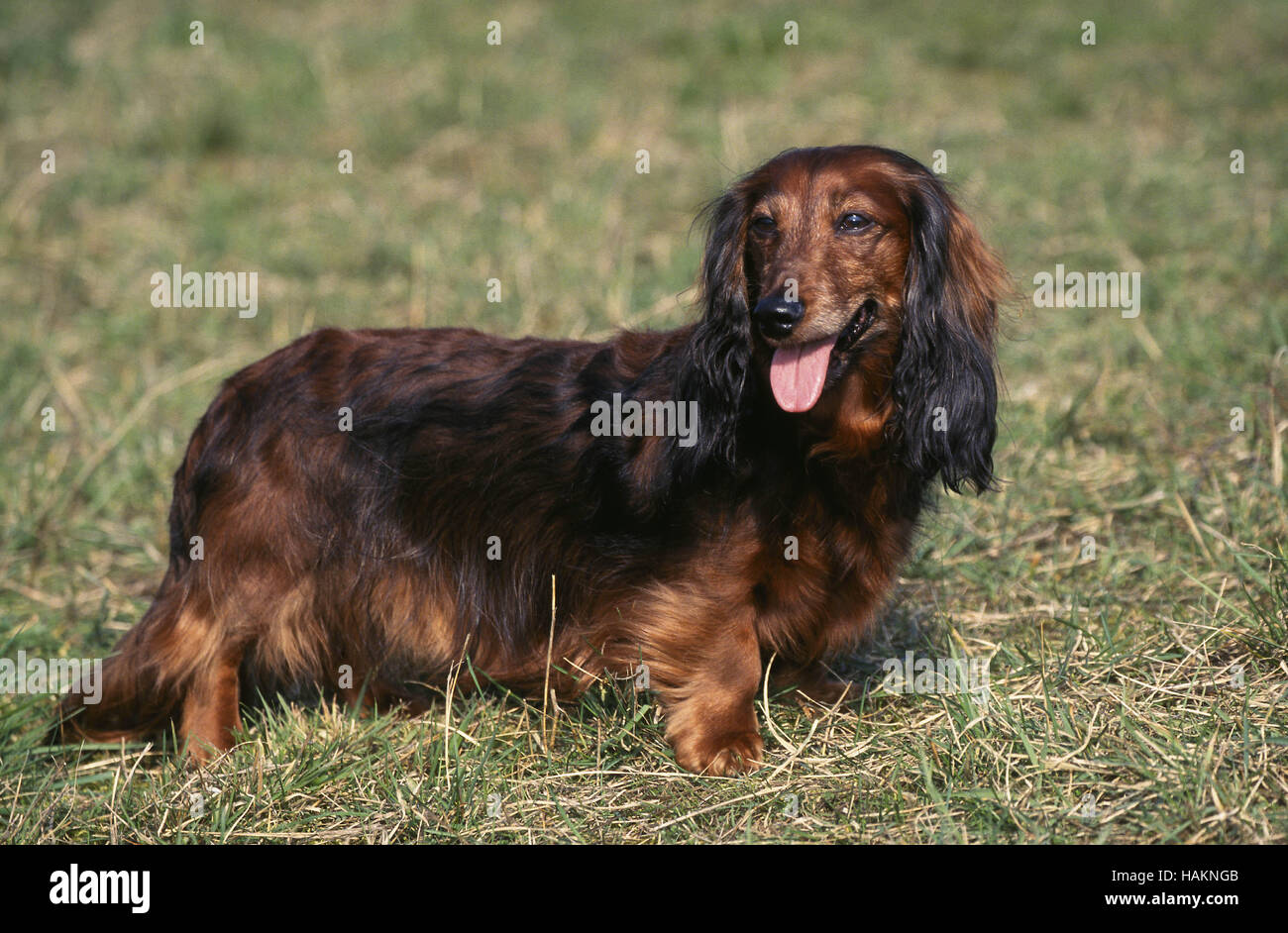 Rauhhaar dackel -Fotos und -Bildmaterial in hoher Auflösung – Alamy