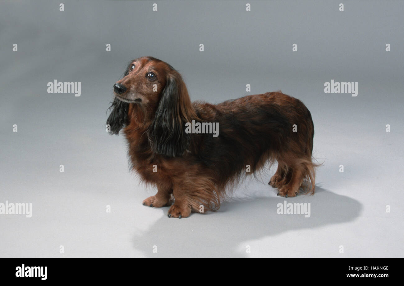 Dackel langhaar -Fotos und -Bildmaterial in hoher Auflösung – Alamy