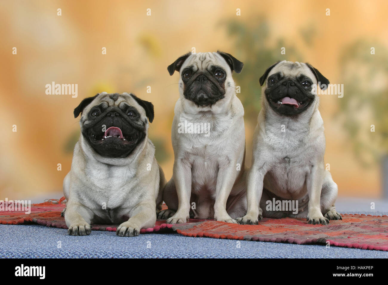 Mops canis lupus familaris -Fotos und -Bildmaterial in hoher Auflösung ...