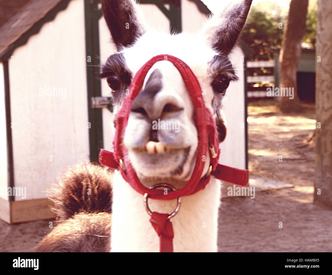 Goofy face -Fotos und -Bildmaterial in hoher Auflösung – Alamy