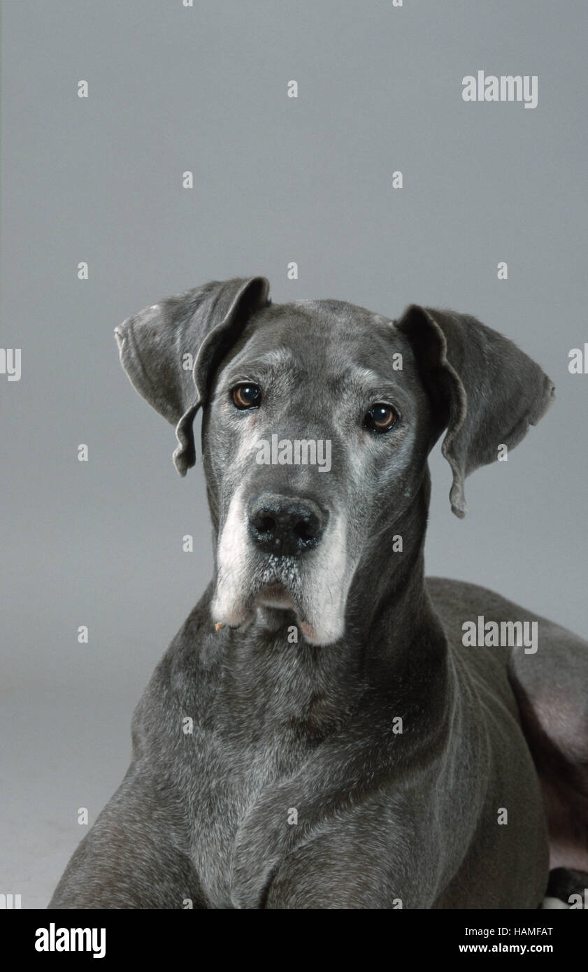 Graue deutsche dogge -Fotos und -Bildmaterial in hoher Auflösung – Alamy