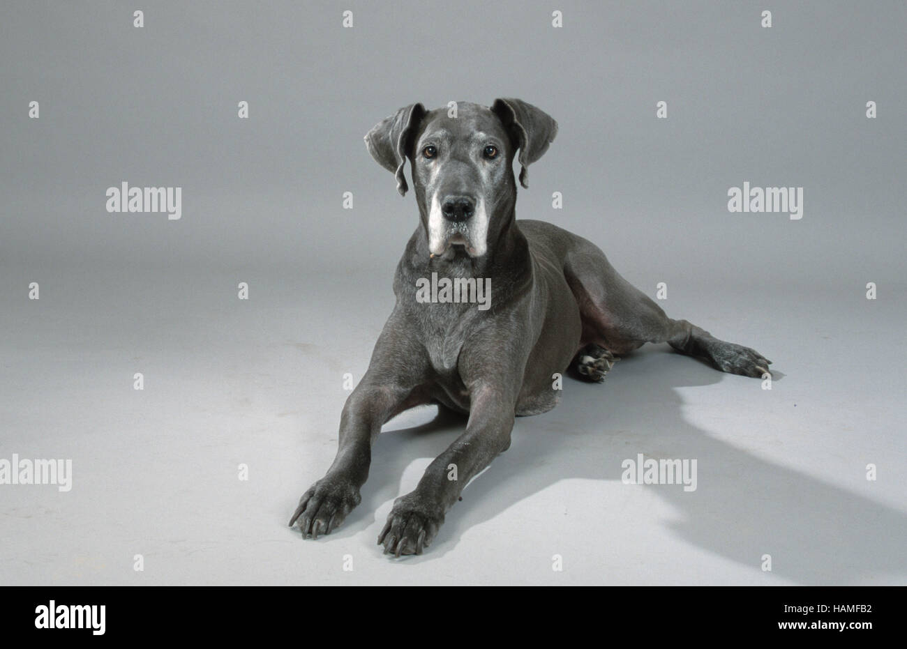 Graue Deutsche Dogge Stockfotos und -bilder Kaufen - Alamy