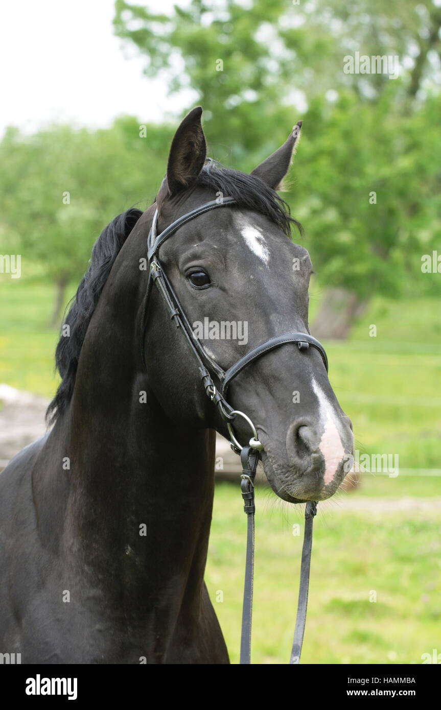 Nonius pferde -Fotos und -Bildmaterial in hoher Auflösung – Alamy