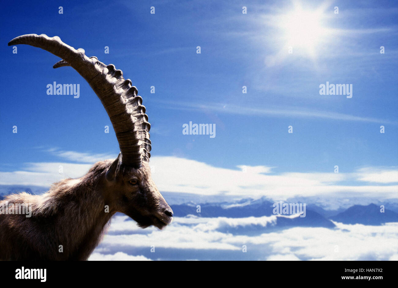 Ziege profil -Fotos und -Bildmaterial in hoher Auflösung – Alamy