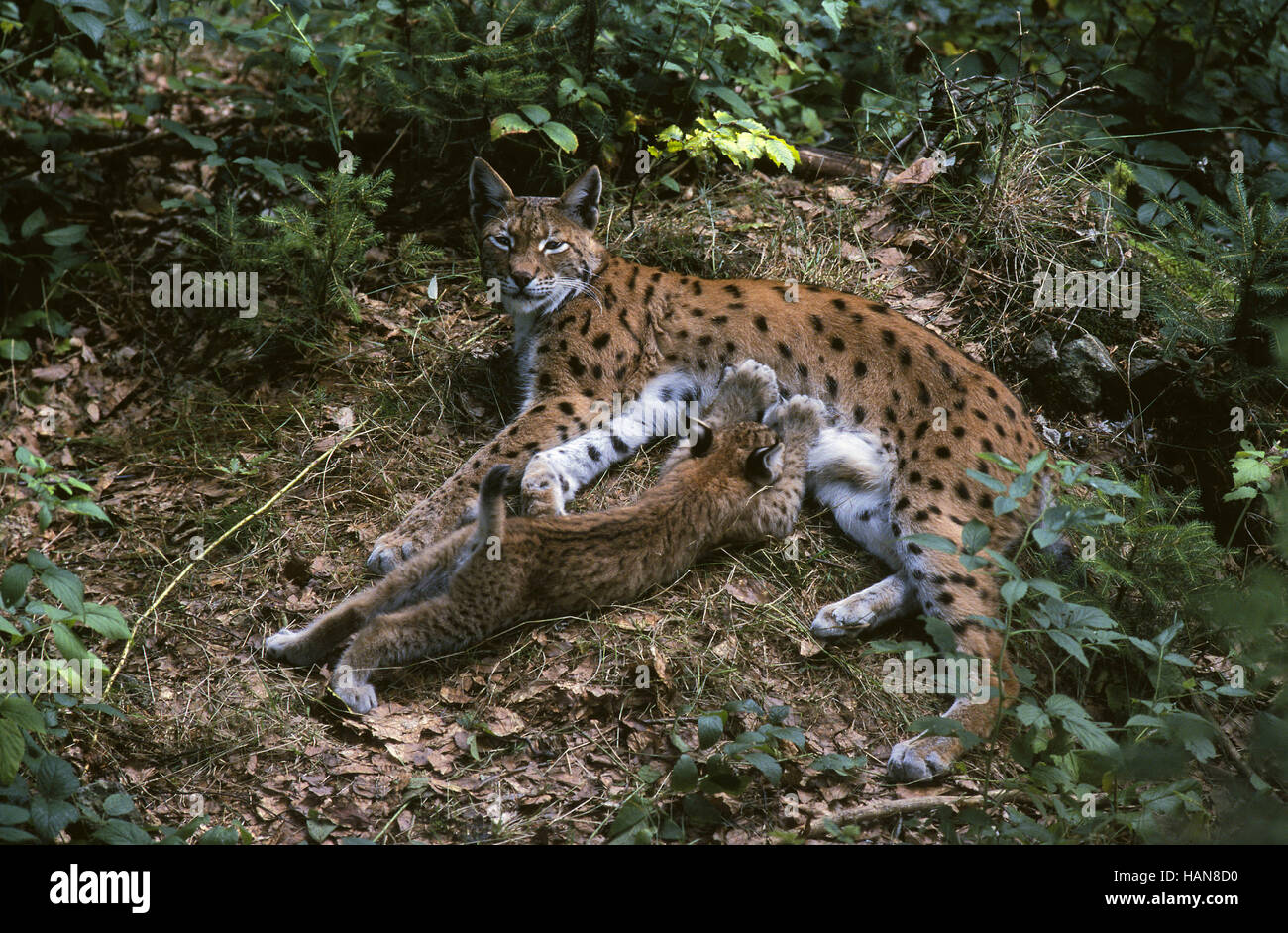 Luchsmutterluchsluchs, der ihre junge streichelt -Fotos und ...