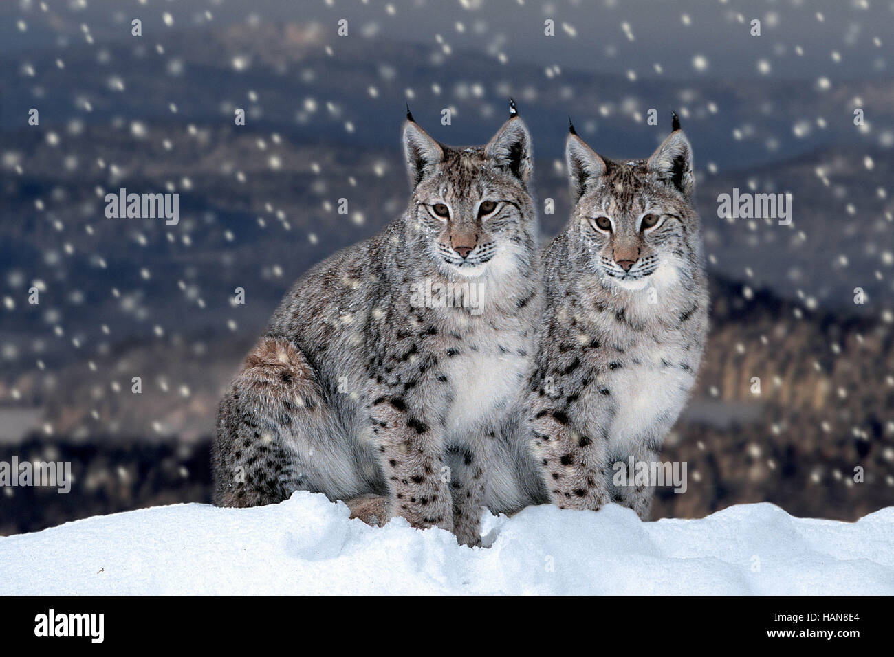 Paar eurasischer luchs -Fotos und -Bildmaterial in hoher Auflösung – Alamy