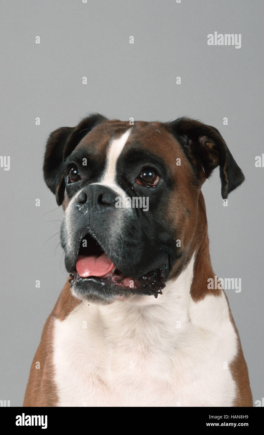 Deutsches boxerportrait -Fotos und -Bildmaterial in hoher Auflösung – Alamy