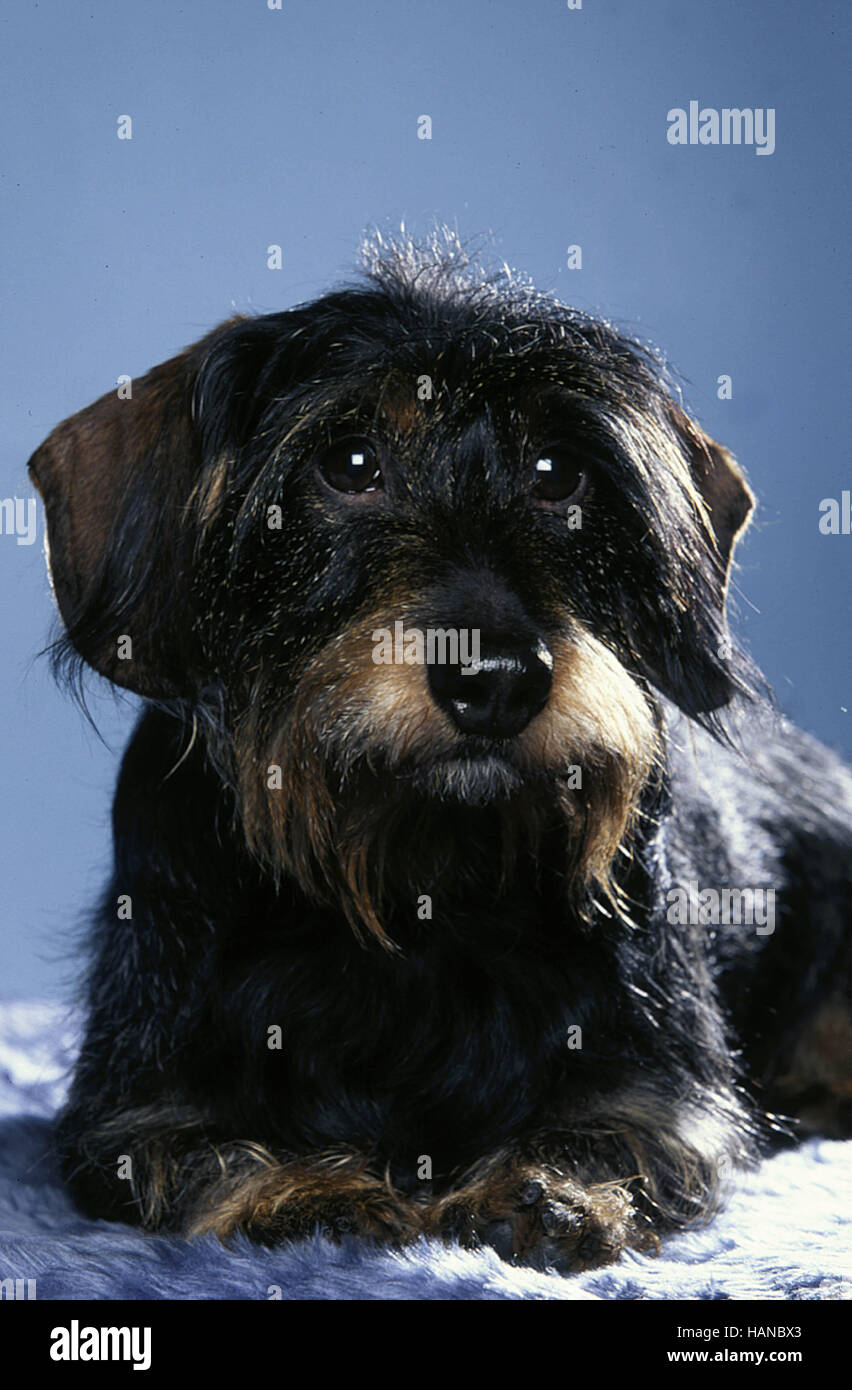 Deutsch drahthaar -Fotos und -Bildmaterial in hoher Auflösung – Alamy
