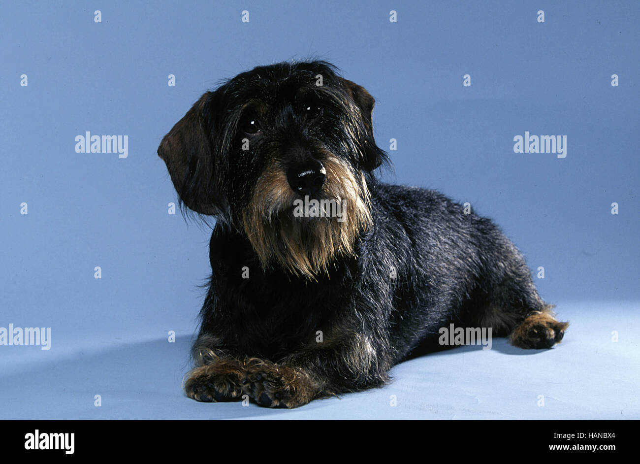 Deutsch drahthaar -Fotos und -Bildmaterial in hoher Auflösung – Alamy