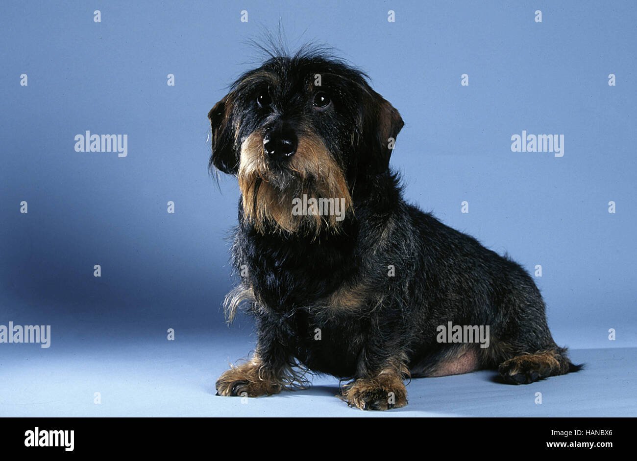 Dackel sitzend -Fotos und -Bildmaterial in hoher Auflösung – Alamy